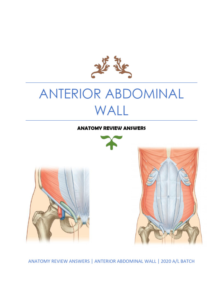 Anterior Abdominal Wall Anatomy Review | PDF | Abdomen