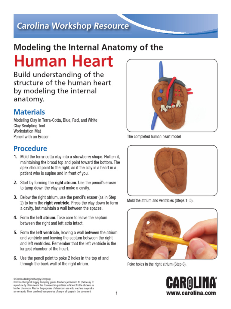 Human Heart Anatomy Modeling Guide | PDF | Atrium (Heart) | Aorta