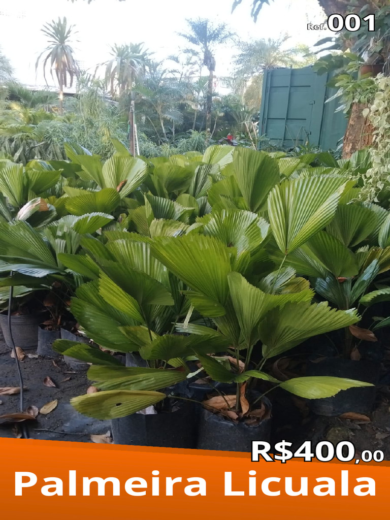 Catalago de Plantas Espaço Paricarana | PDF