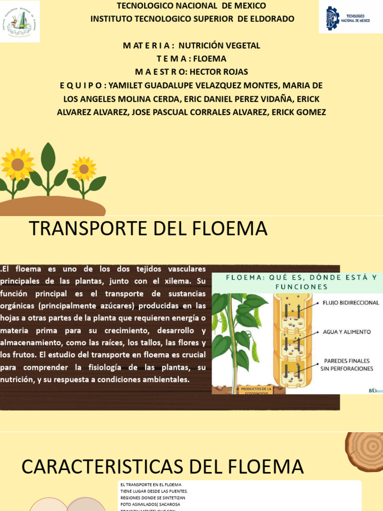 El Floema Es Uno de Los Dos Tejidos Vasculares Principales de Las ...
