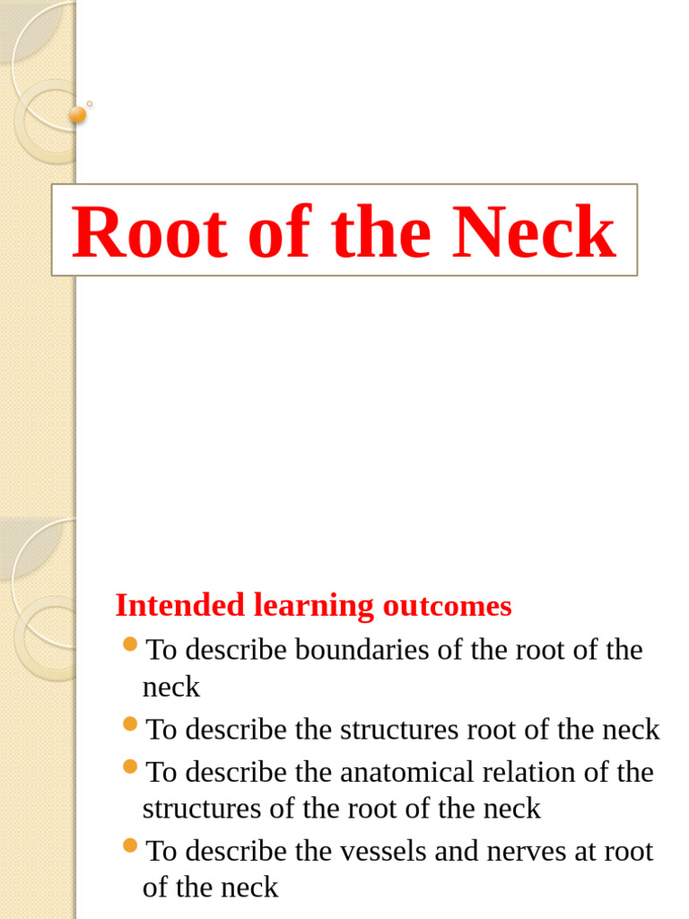 L7 Root of The Neck | PDF
