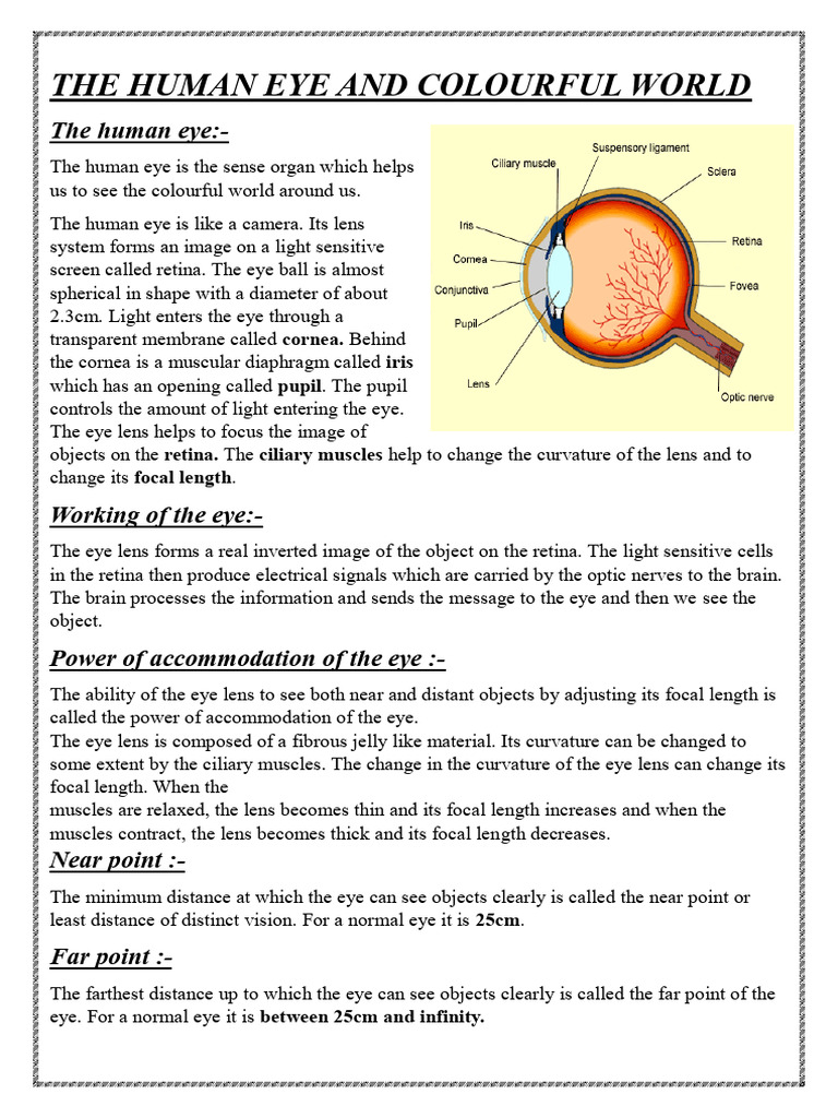 Understanding the Human Eye and Vision | PDF | Eye | Sunset