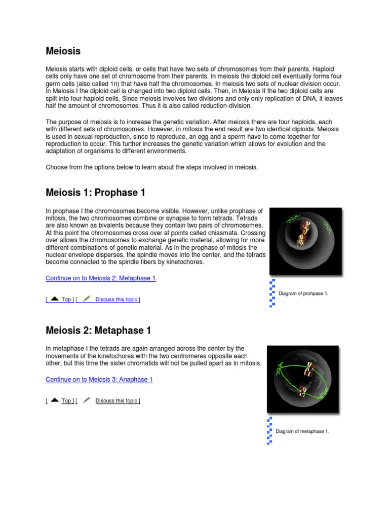 The Process of Meiosis: How Genetic Variation is Increased Through Two ...