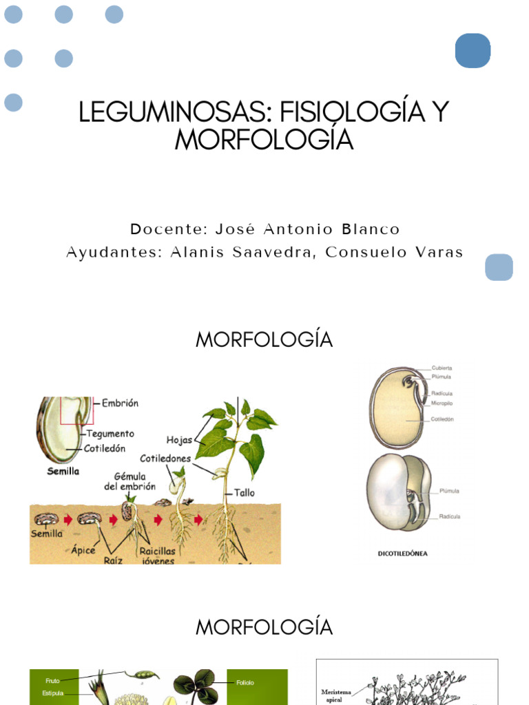 Morfología y Fisiología de Leguminosas | PDF | Tallo de la planta | Hoja