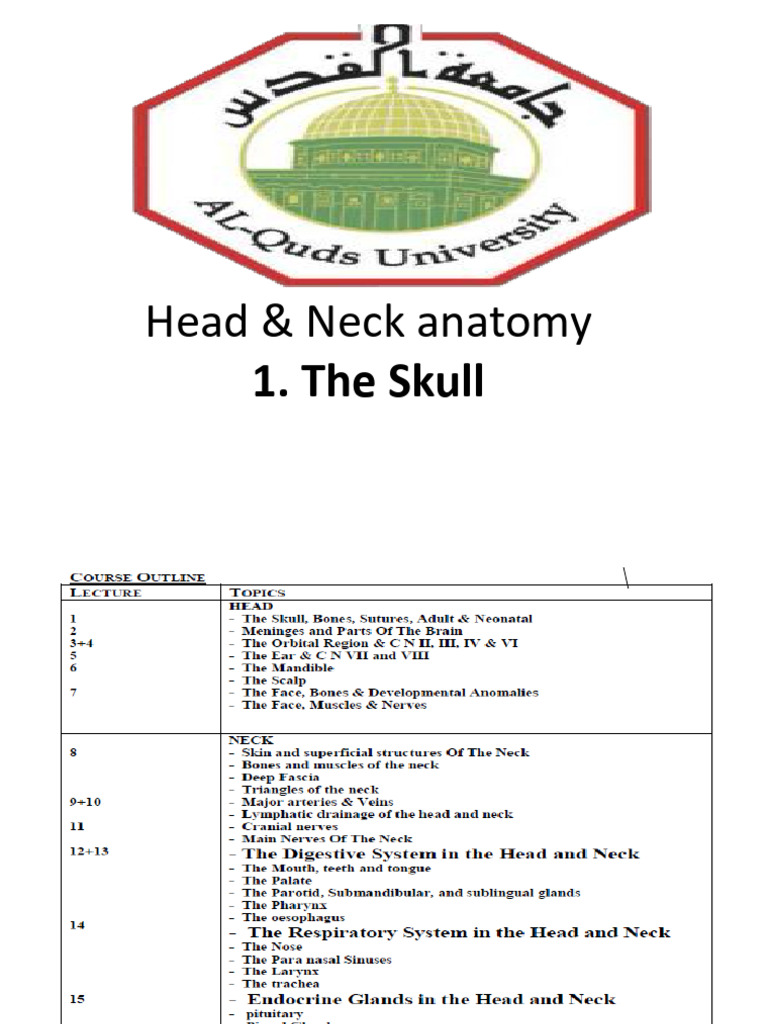 1 - The-Skull+ Meninges (Chapter 1+2) PDF | PDF | Skull | Human Nose
