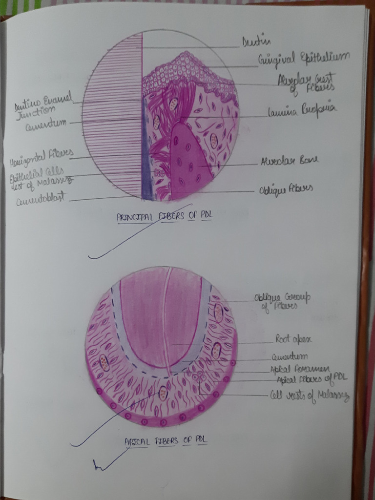 Histo Diagram | PDF