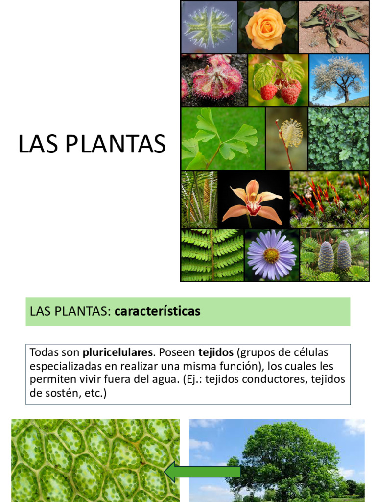 Características y Clasificación de Plantas | PDF | Plantas | Flores