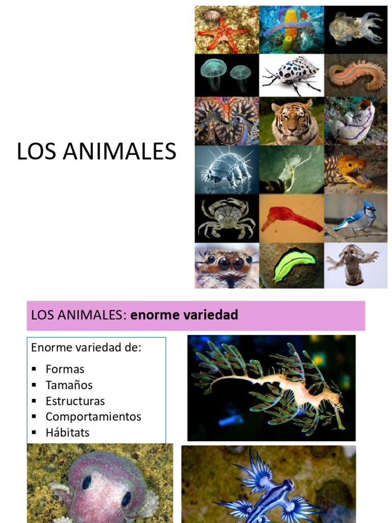Características de los animales | PDF
