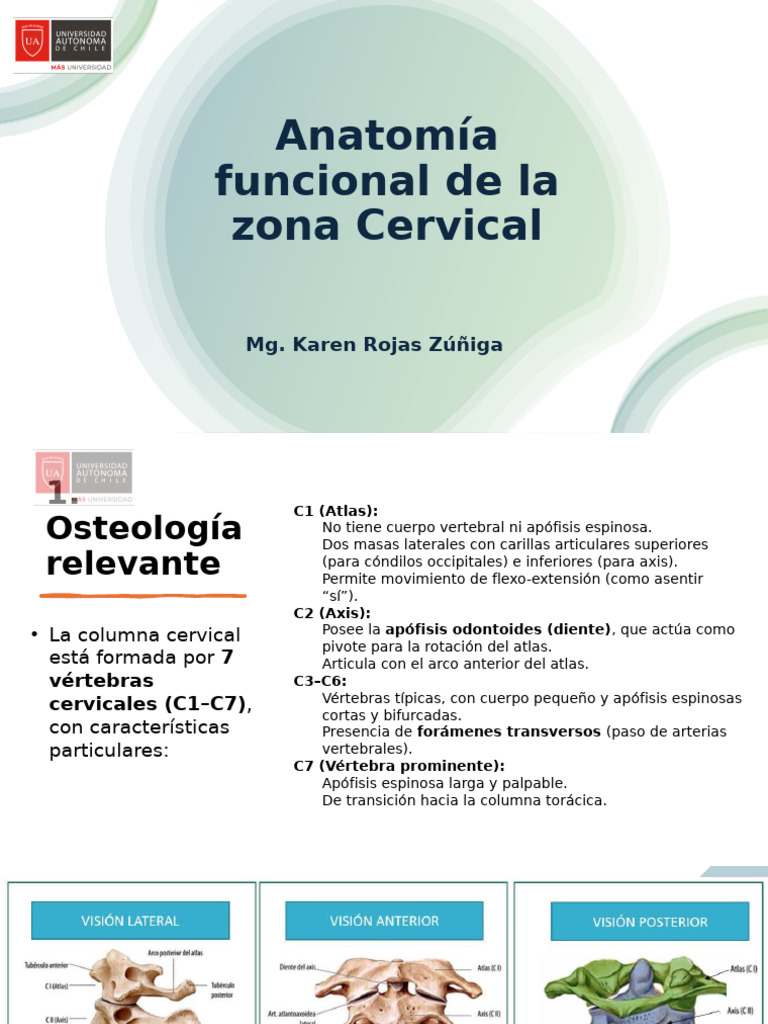 Cervical | PDF | Sistema esquelético | Sistema musculoesquelético