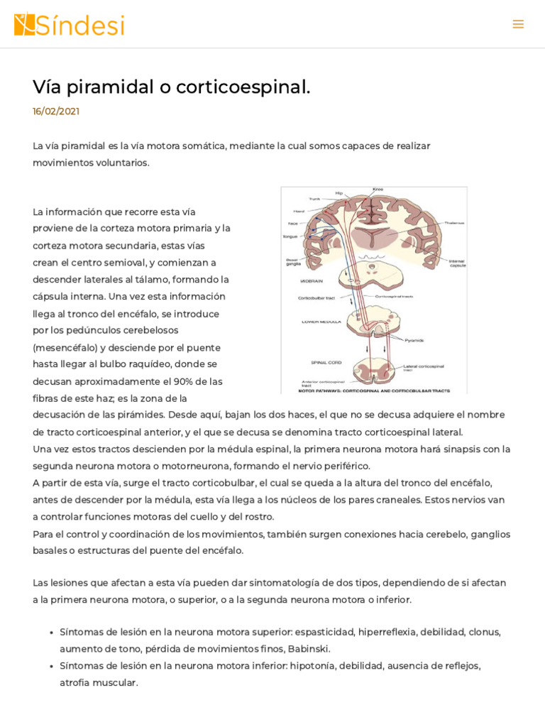 Vía Piramidal o Corticoespinal. - Sindesi | PDF | Neurona motora ...