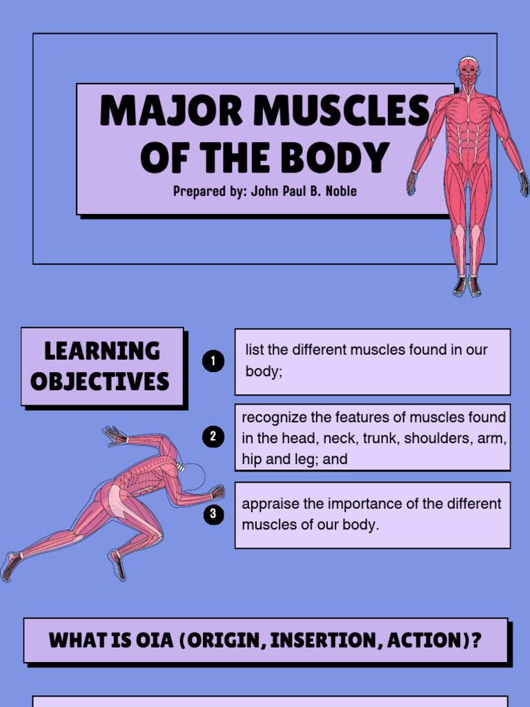 Major Muscles of the Human Body | PDF | Human Leg | Pelvis