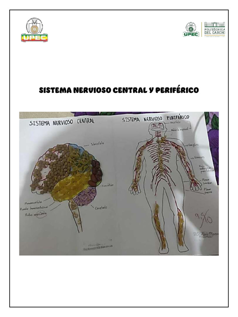 SNC Y SNP _ VACA | PDF