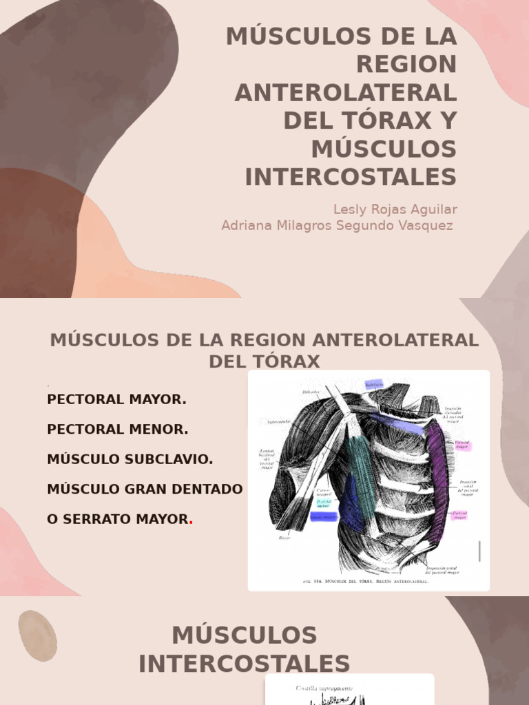 Músculos de La Region Anterolateral Del Tórax y Músculos Intercostales ...