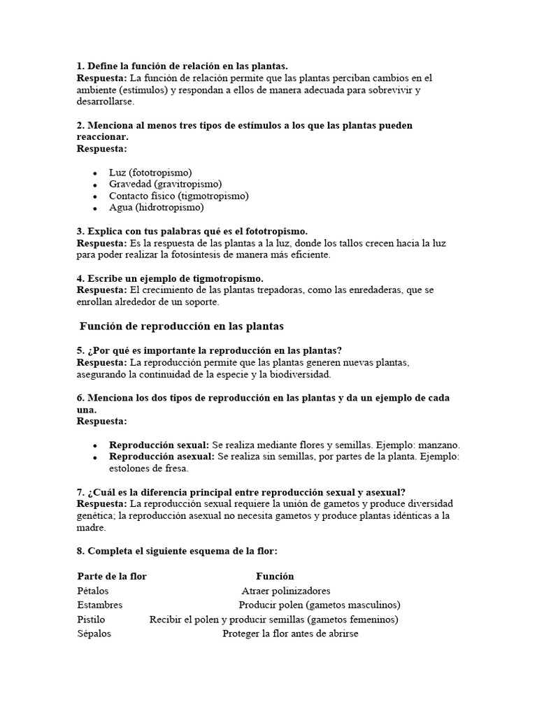 Funciones de Las Planta 8vo Grado Leccion 34 | PDF