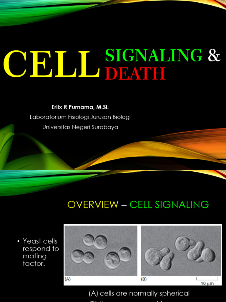 Cell Signaling and Apoptosis Overview | PDF | Cell Signaling | Signal ...