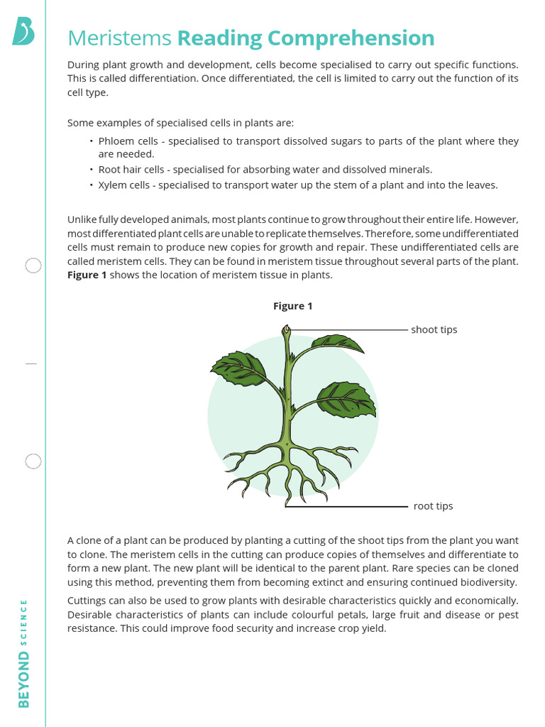 Meristems Reading Comprehension | PDF