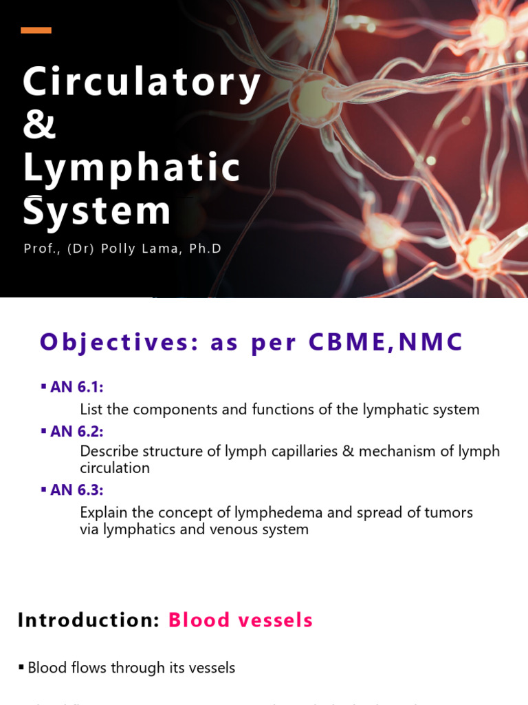 Circulatory&Lymphatic Sys 2 | PDF | Lymphatic System | Artery