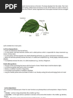 Leaf Attachment and Arrangement Guide | PDF | Leaf | Botany