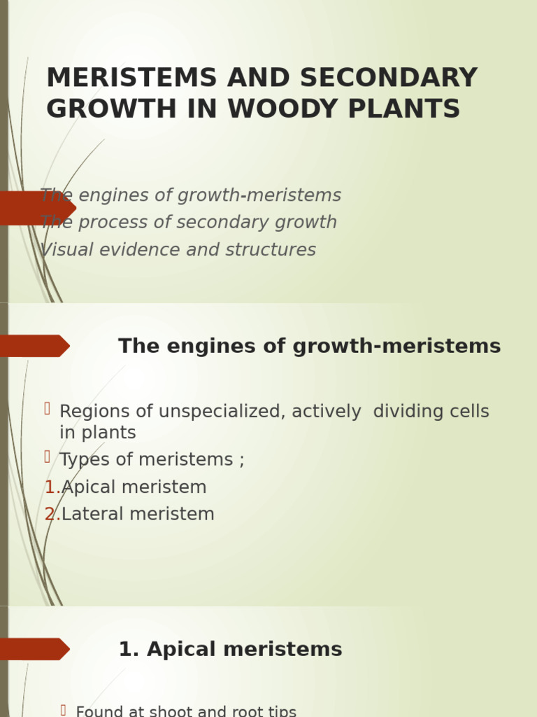 Meristems and Secondary Growth in Woody Plants-1 - 090532 | PDF