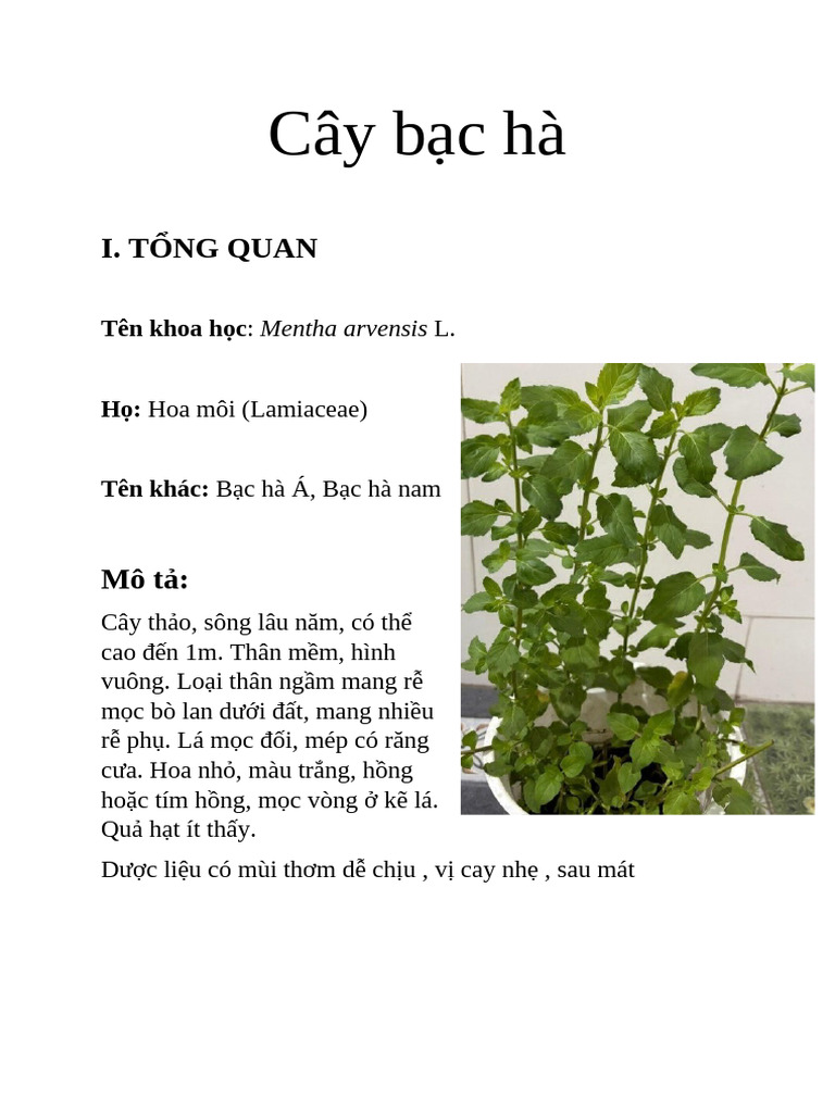 Cay Bac Ha | PDF