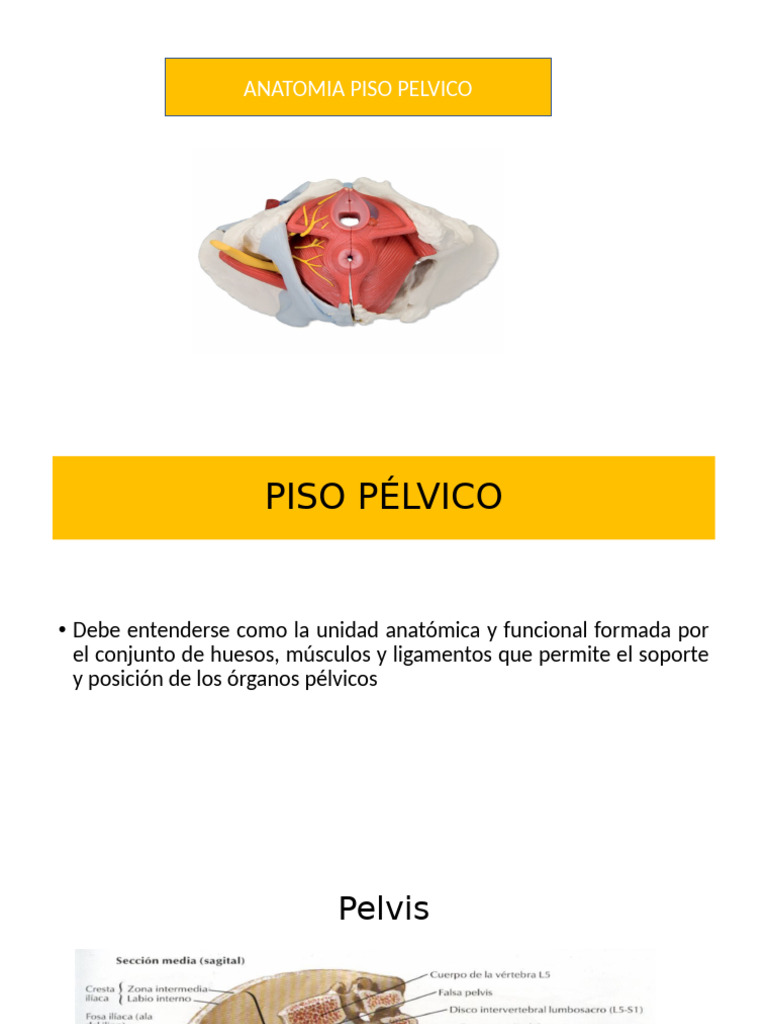 Anatomia Piso Pelvico Electiva | PDF | Pelvis | Vagina