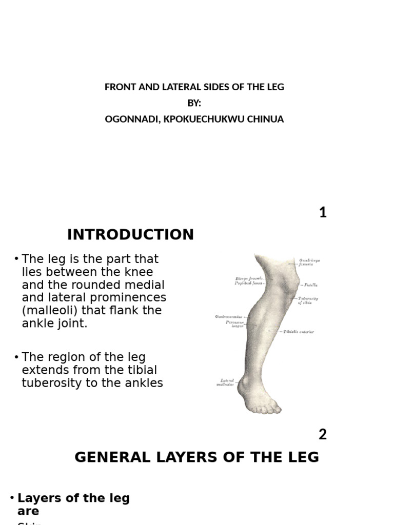 Front and Lateral Parts of The Leg Dorsum of The Foot | PDF | Foot | Ankle