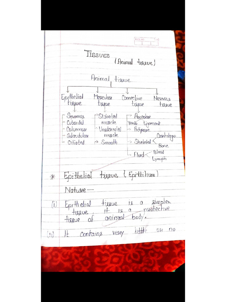Biology Chapter 2 (Tissue) Work | PDF