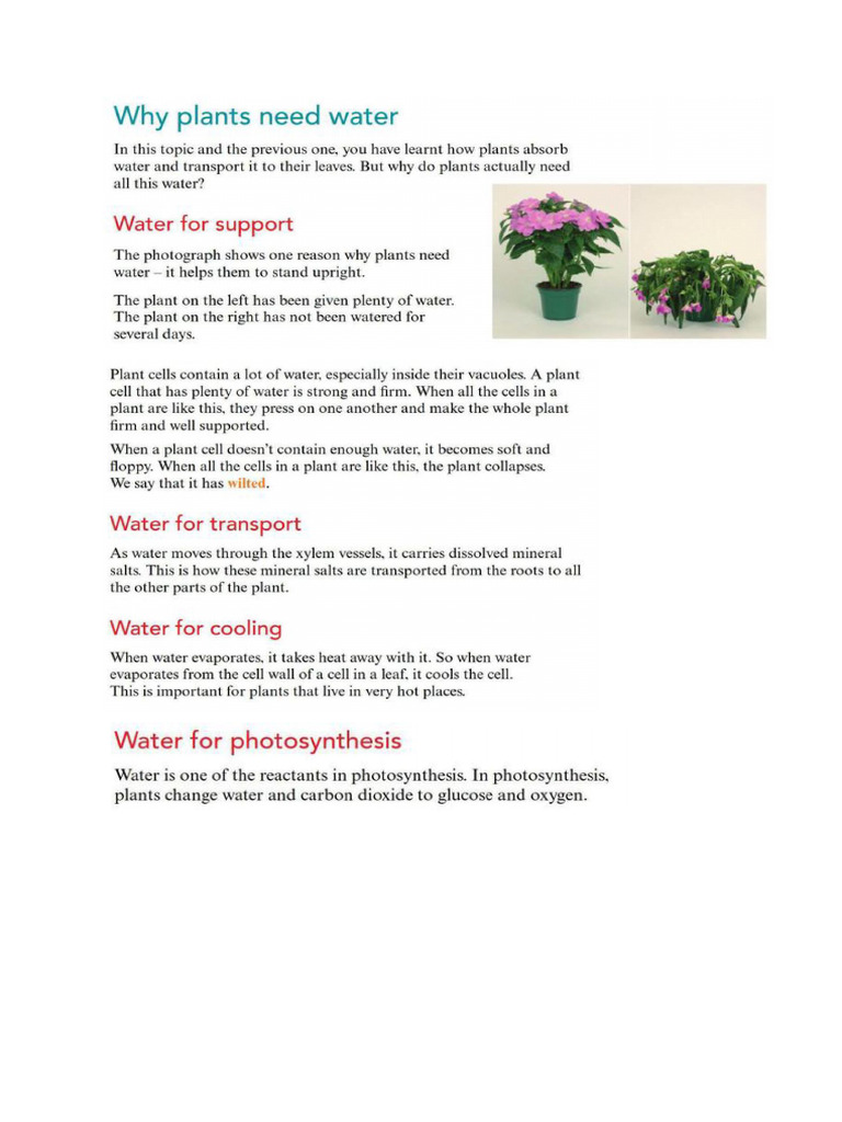Water Uses in Plants | PDF