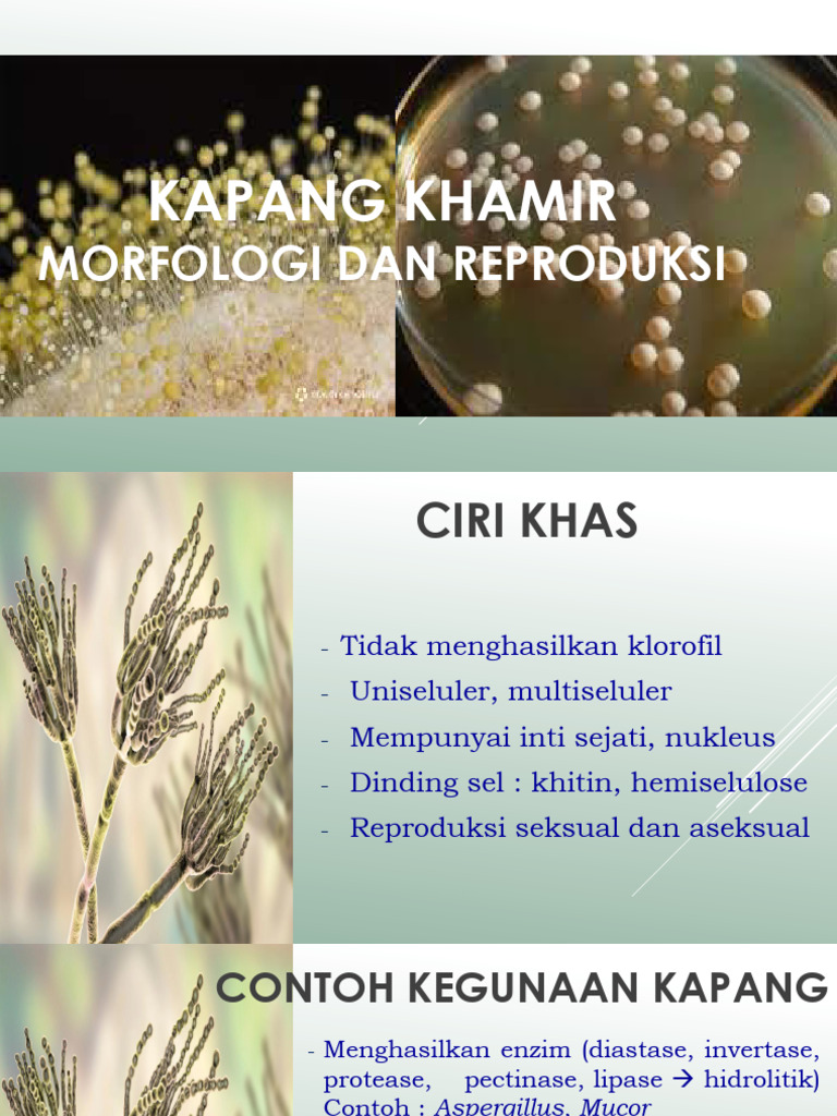 Kapang Khamir | PDF