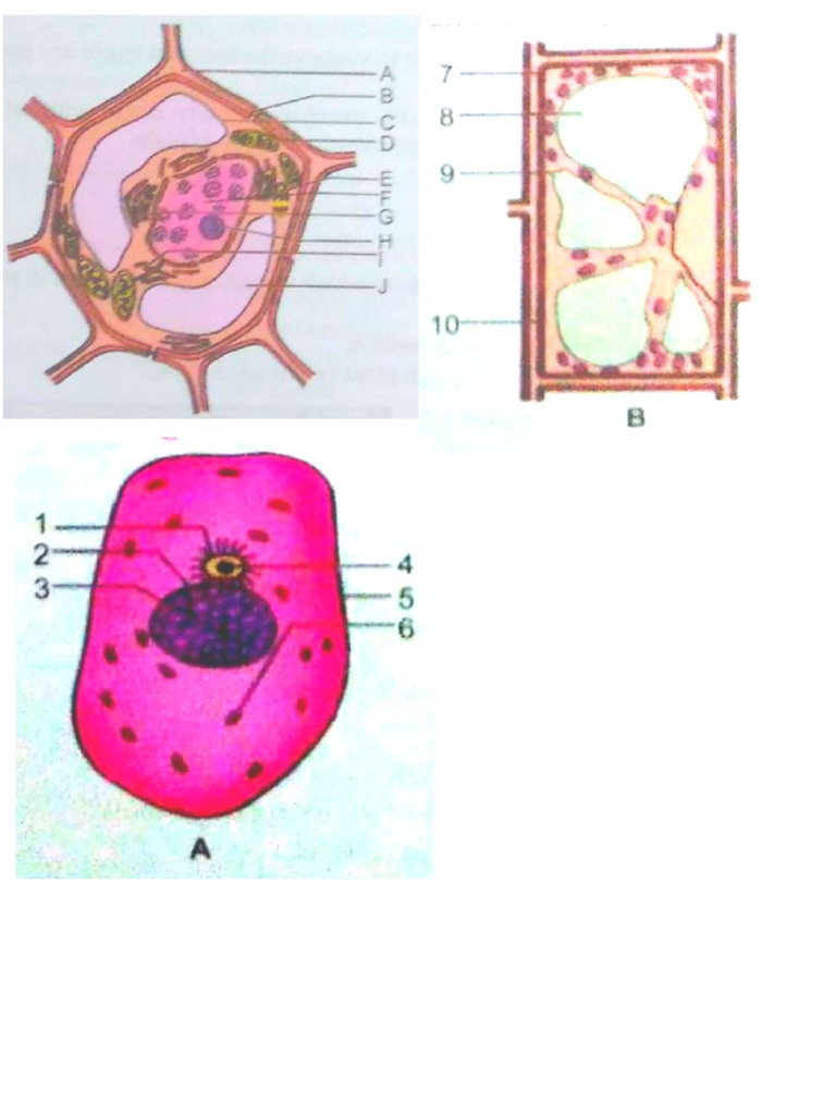 Cell Picture 2 | PDF