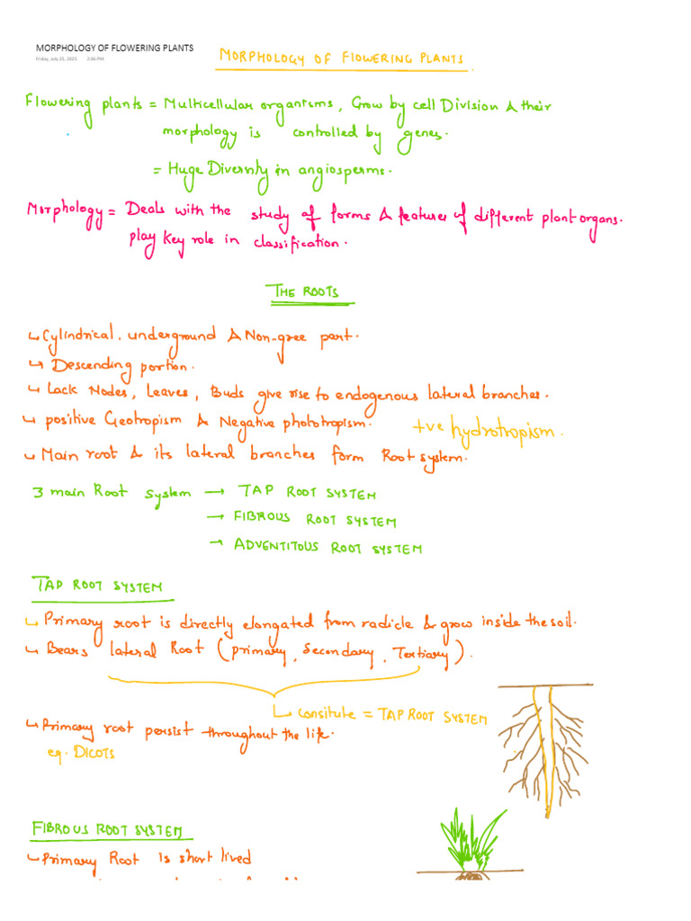 Complete Morphology XI | PDF