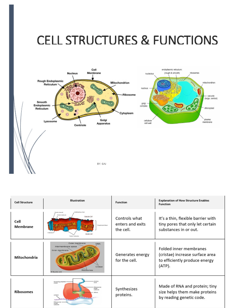 Cell Structures and Functions | PDF | Endoplasmic Reticulum | Cell (Biology)