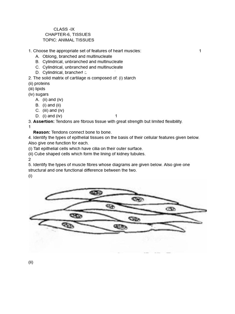 Animal Tissue Worksheet | PDF