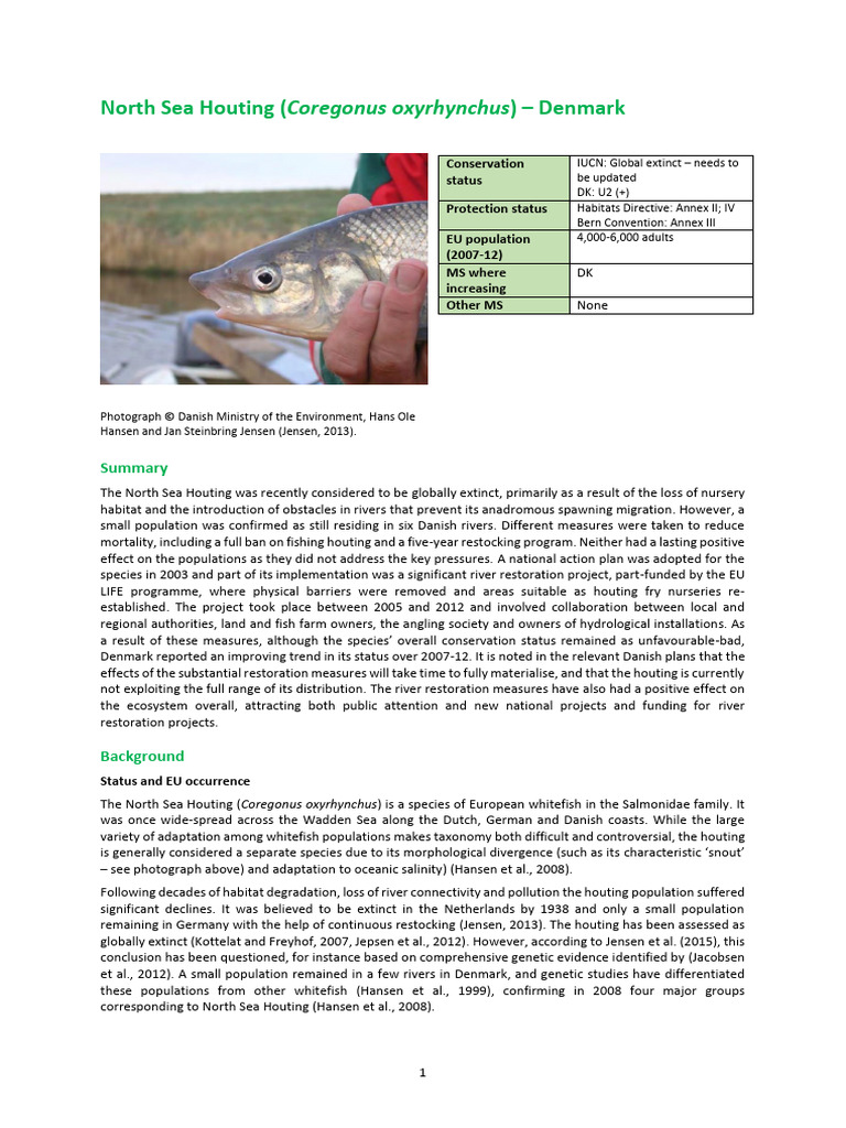 DK - North Sea Houting (Coregonus Oxyrhynchus) - Final | PDF | Earth ...