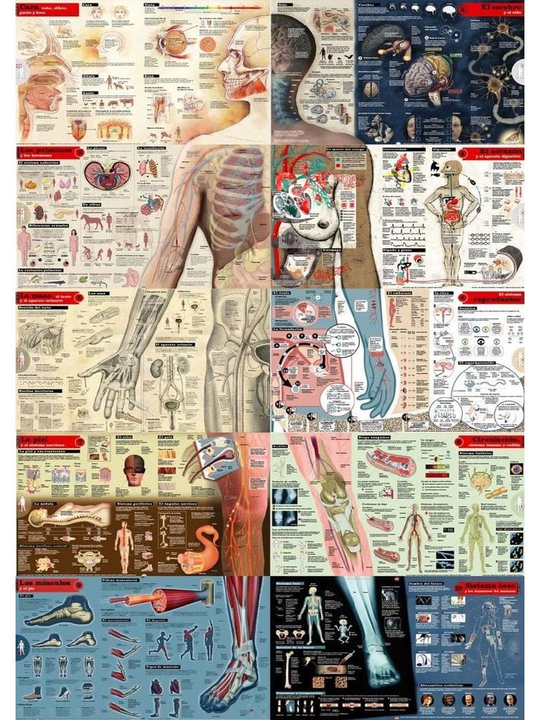 Human Body | PDF