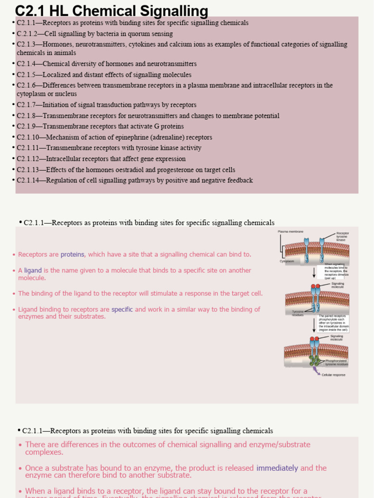 C2.1 HL Chemical Signalling One Note | PDF | Cell Signaling | Hormone