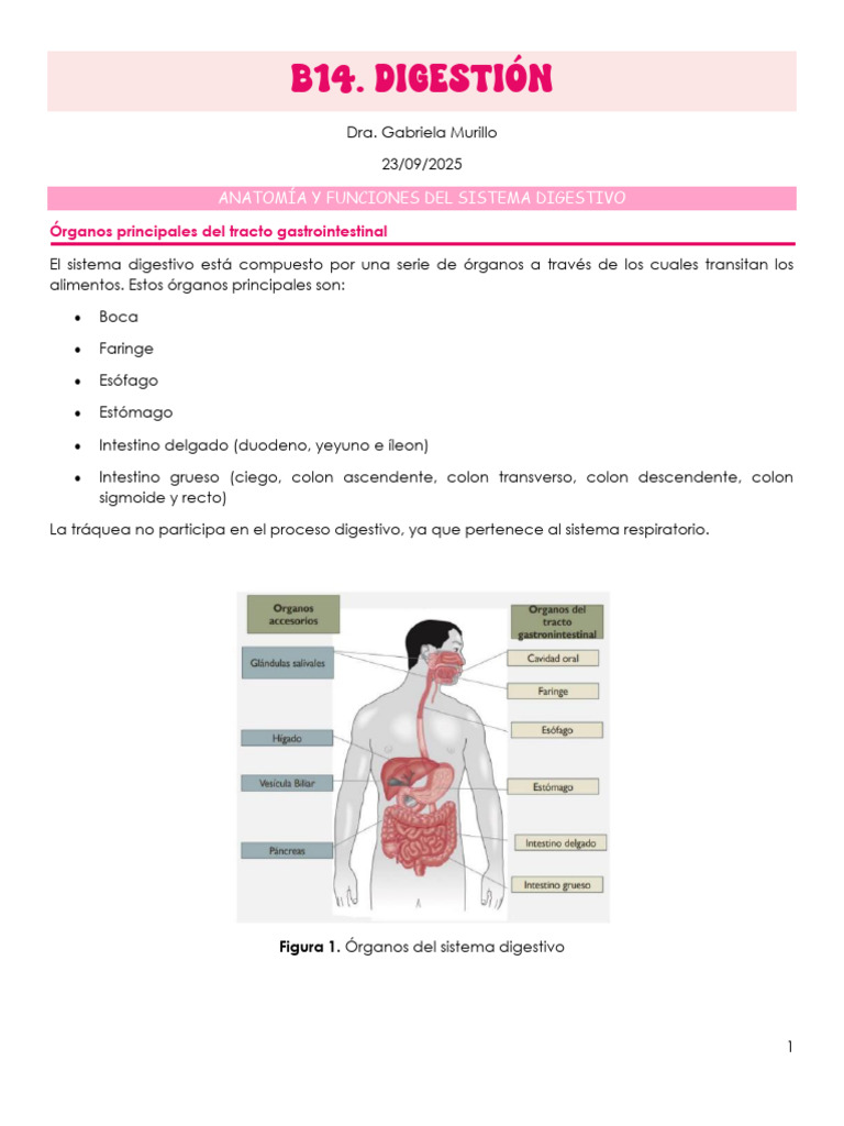 B14 Digestión | PDF | Digestión | Bilis