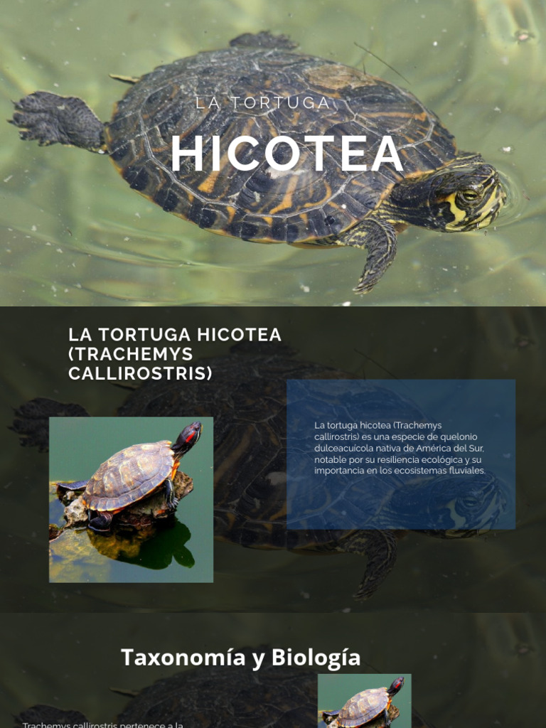 Hicotea | PDF | Habitat | Tortuga