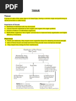 Supporting Tissues in Plants Explained | PDF | Tissue (Biology) | Plant ...