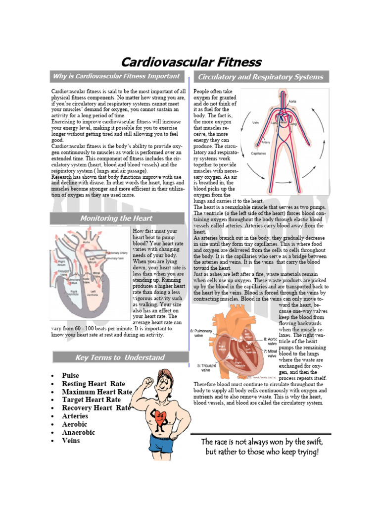Understanding Cardiovascular Fitness | PDF | Circulatory System | Heart