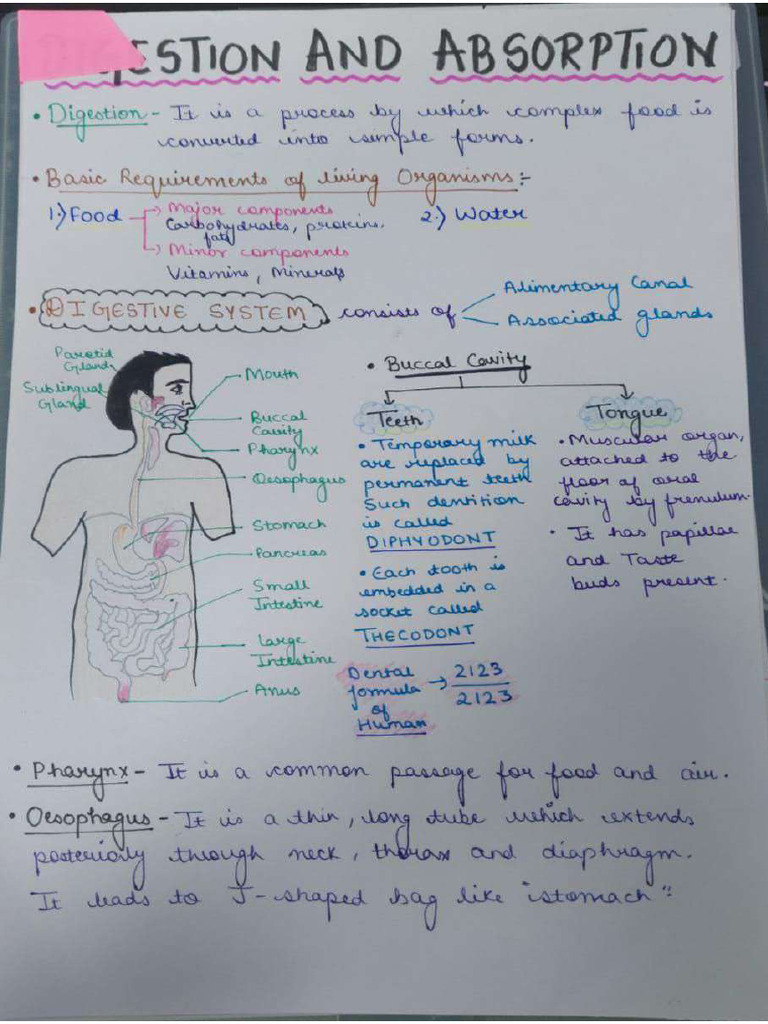 11 Biology Short Notes | PDF