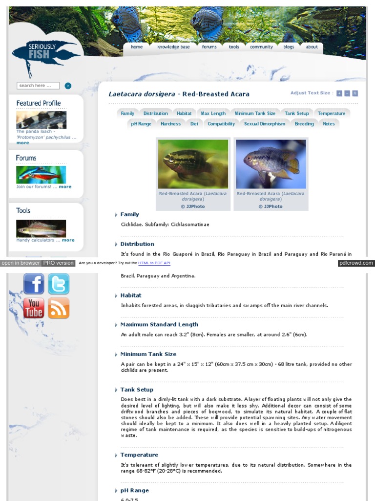 Laetacara Dorsigera - Red-Breasted Acara | PDF | Spawn (Biology) | Fish