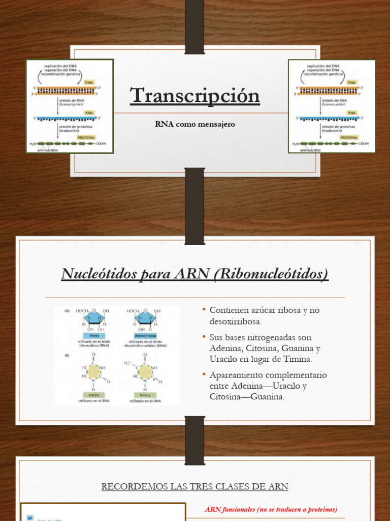 Presentacion Transcripcion | PDF | Rna | Messenger Rna