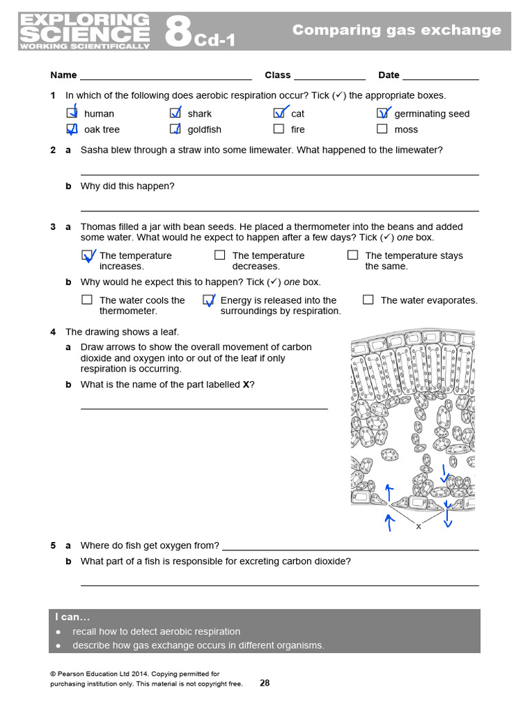 Gas Exchange and Respiration Quiz | PDF | Cellular Respiration | Carbon ...