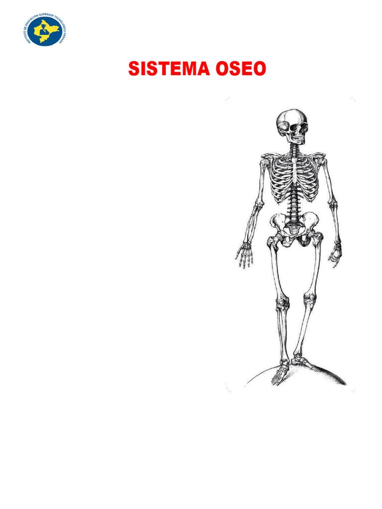 Material Complementario Sistema Óseo | PDF | Hueso | Esqueleto