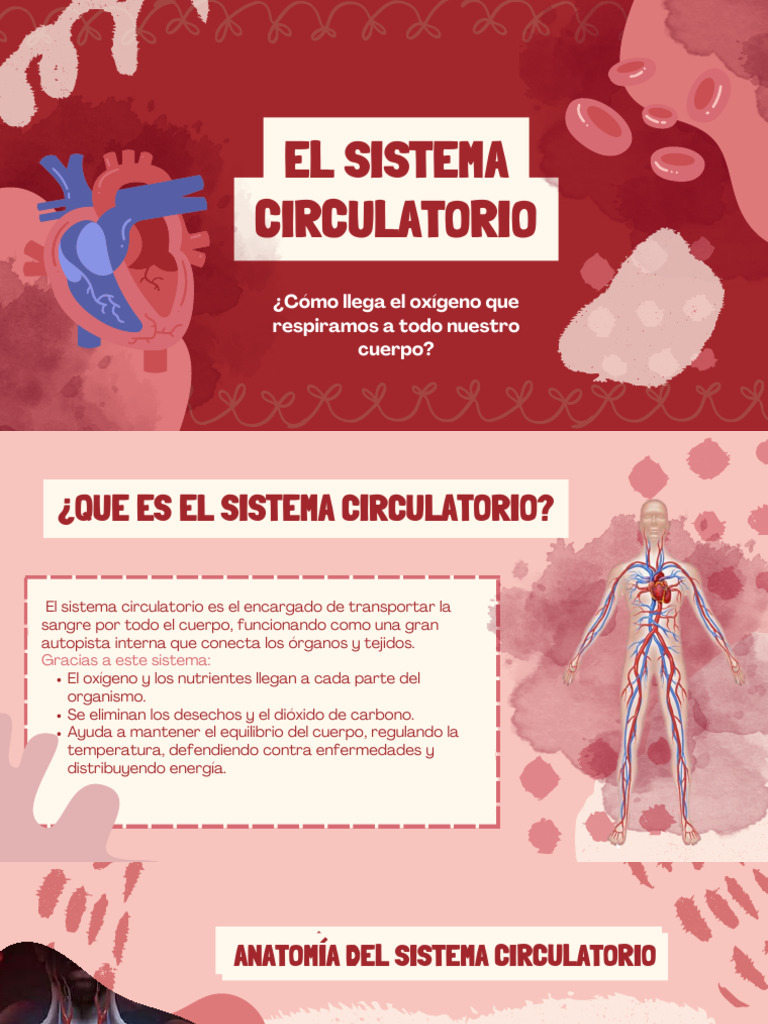 Presentación Educativa El Sistema Circulatorio en 0 Estilo Ligeramente ...