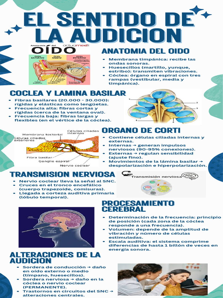 Infografia Sentido de Audicion | PDF