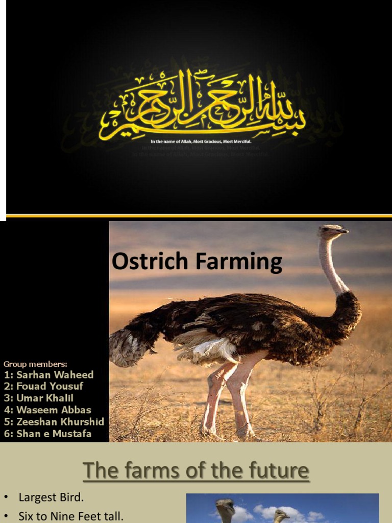 Ostrich Farming: A Beginner's Guide | PDF