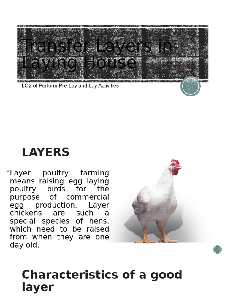 Pre-Lay Management for Layer Chickens | PDF | Poultry Farming | Chicken