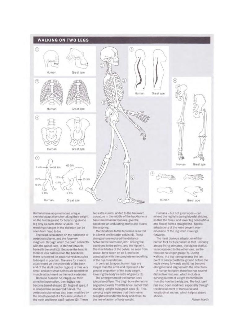 Walking On Two Legs | PDF